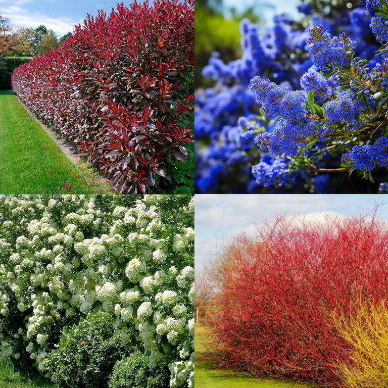 Top 10 des arbustes pour une haie fleurie et colorée toute l'année